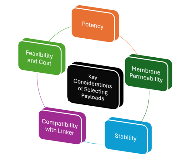 Payloads in Antibody-Drug Conjugates – Precise PEG