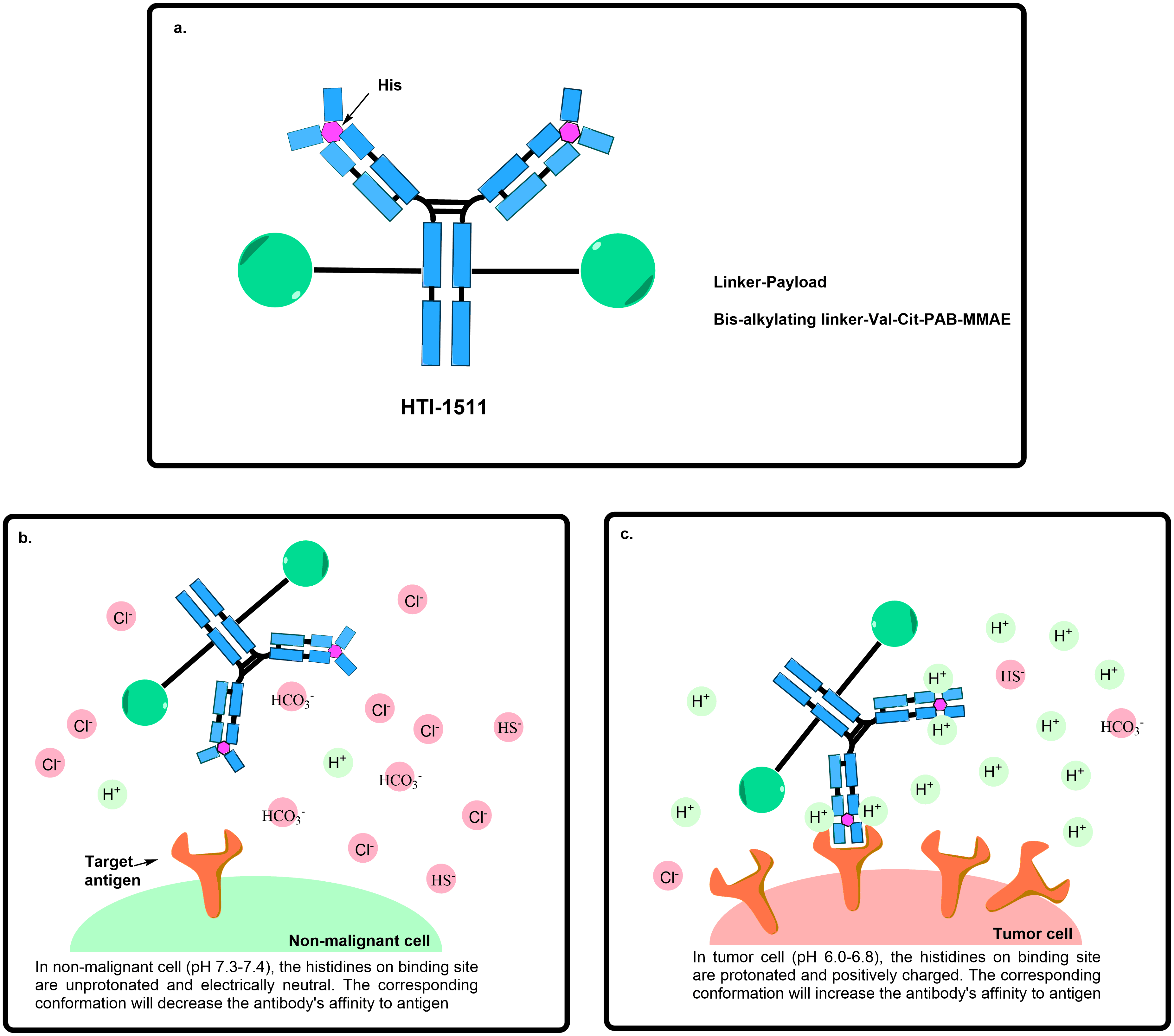Probody Drug Conjugates: Enhancing Tumor Selectivity in ADC Therapy ...