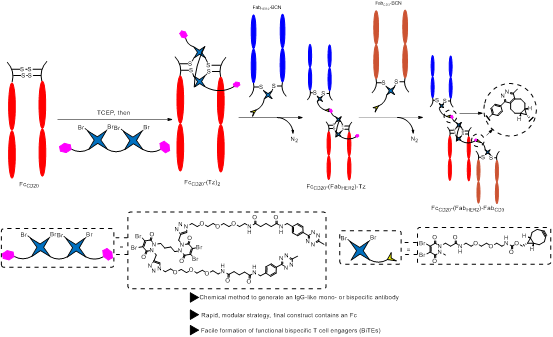 DiBrPD Linkers for Site-Specific ADC Conjugation | Precise PEG ...