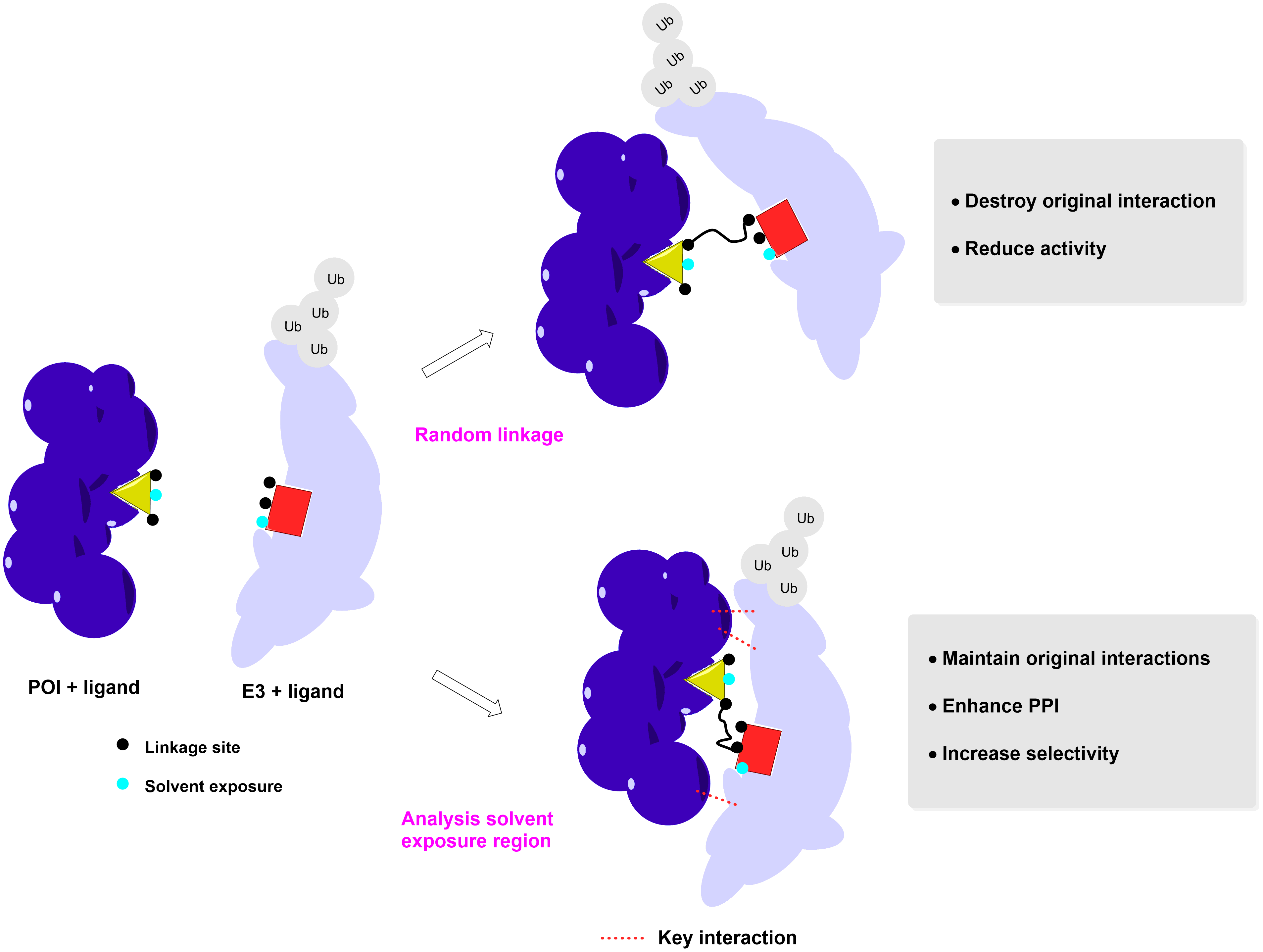 Engineering Efficient PROTACs: The Critical Role of Linker Design – Precise PEG