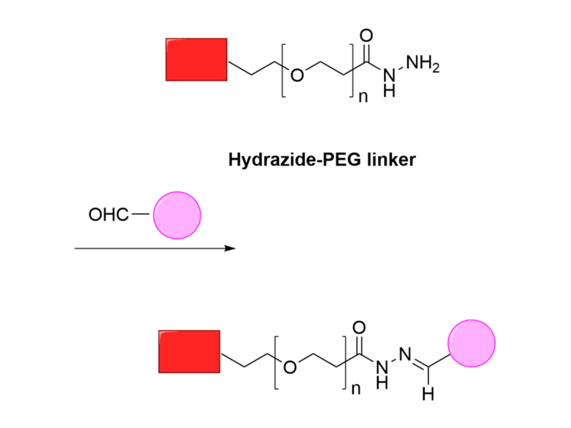 How to Choose Proper PEG Linkers for Bioconjugation: Hints and Best Pr ...